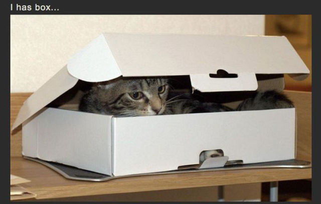 Funny Cool Pictures: The Cat In The Box