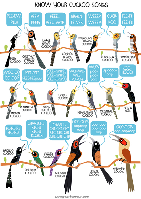 Green Humour: Know Your Cuckoo Songs