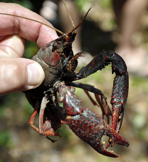 My Carolina Kitchen: An Authentic Cajun Crawfish Boil at the Lake