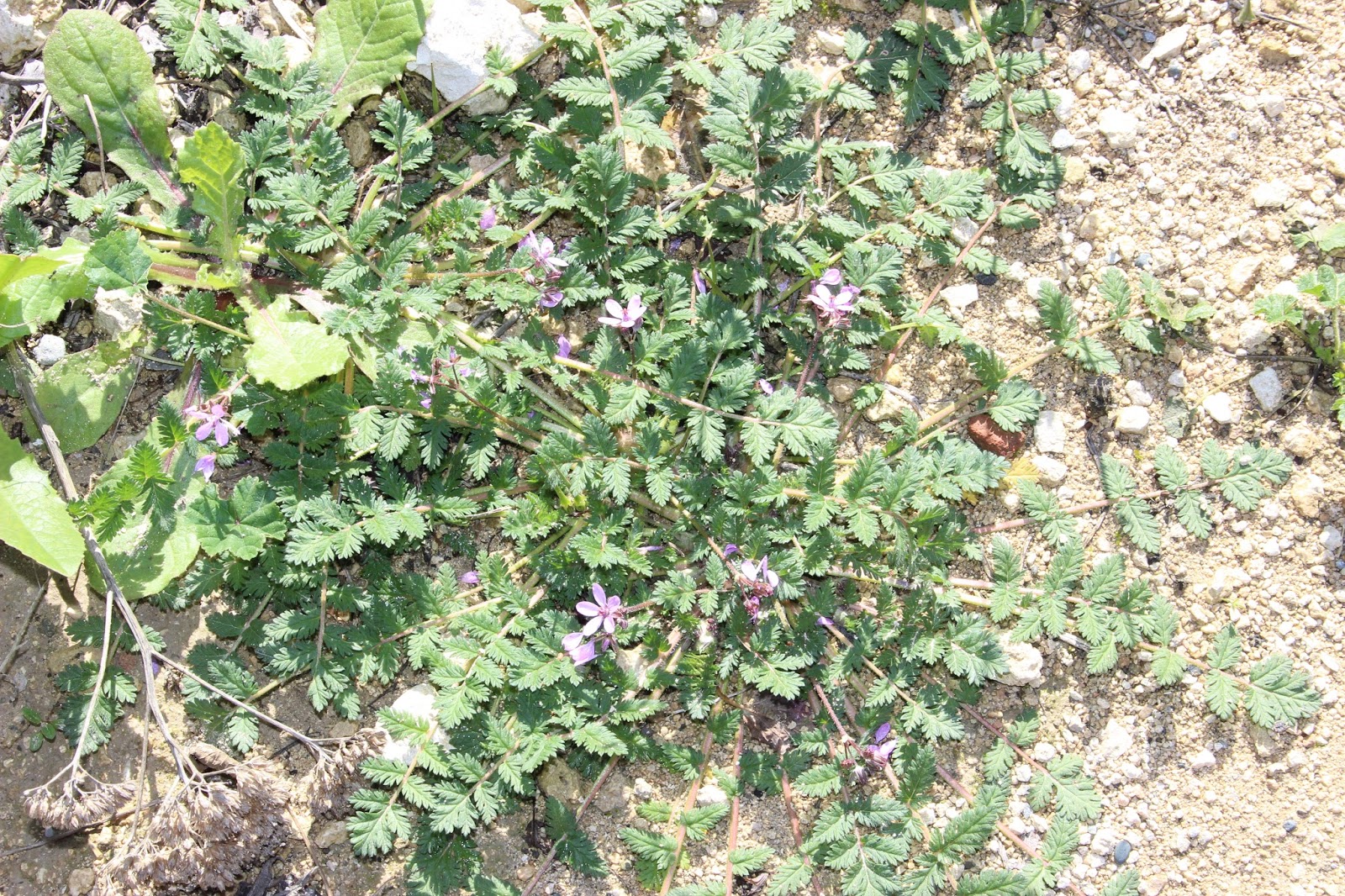 Biodiversity of Cyprus by NGO Protection of the Natural Heritage and ...