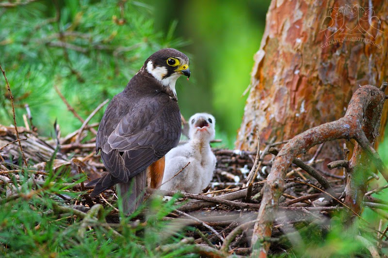 El Alcotán, as de la velocidad | Águilas del mundo