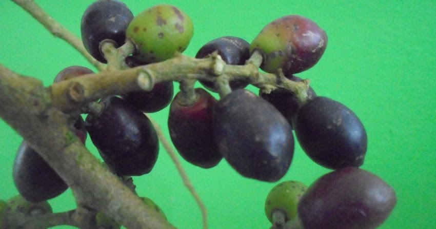 Exóticos Frutos del Carchi: El Motilón