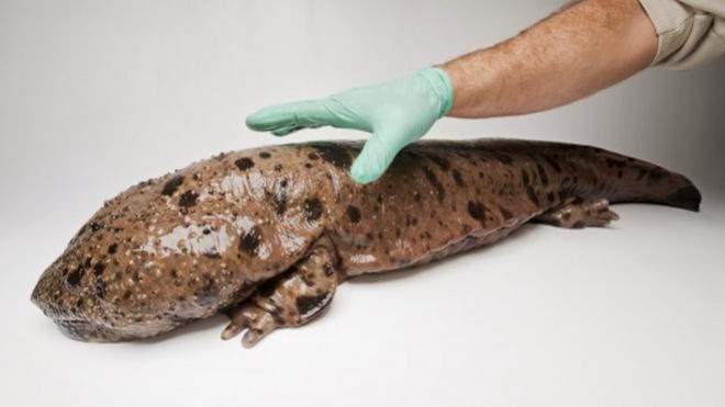 Slimy Japanese giant salamanders can bite off your finger - Stunning ...