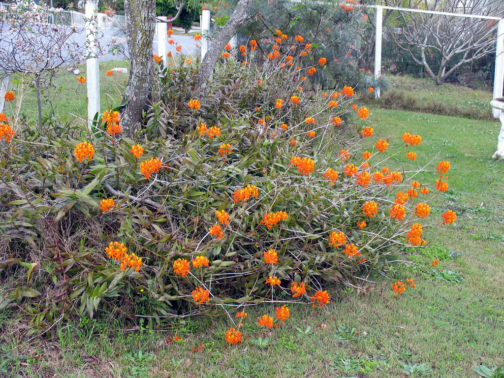 Epidendrum ibaguense orchid plant care and culture | Travaldo's blog