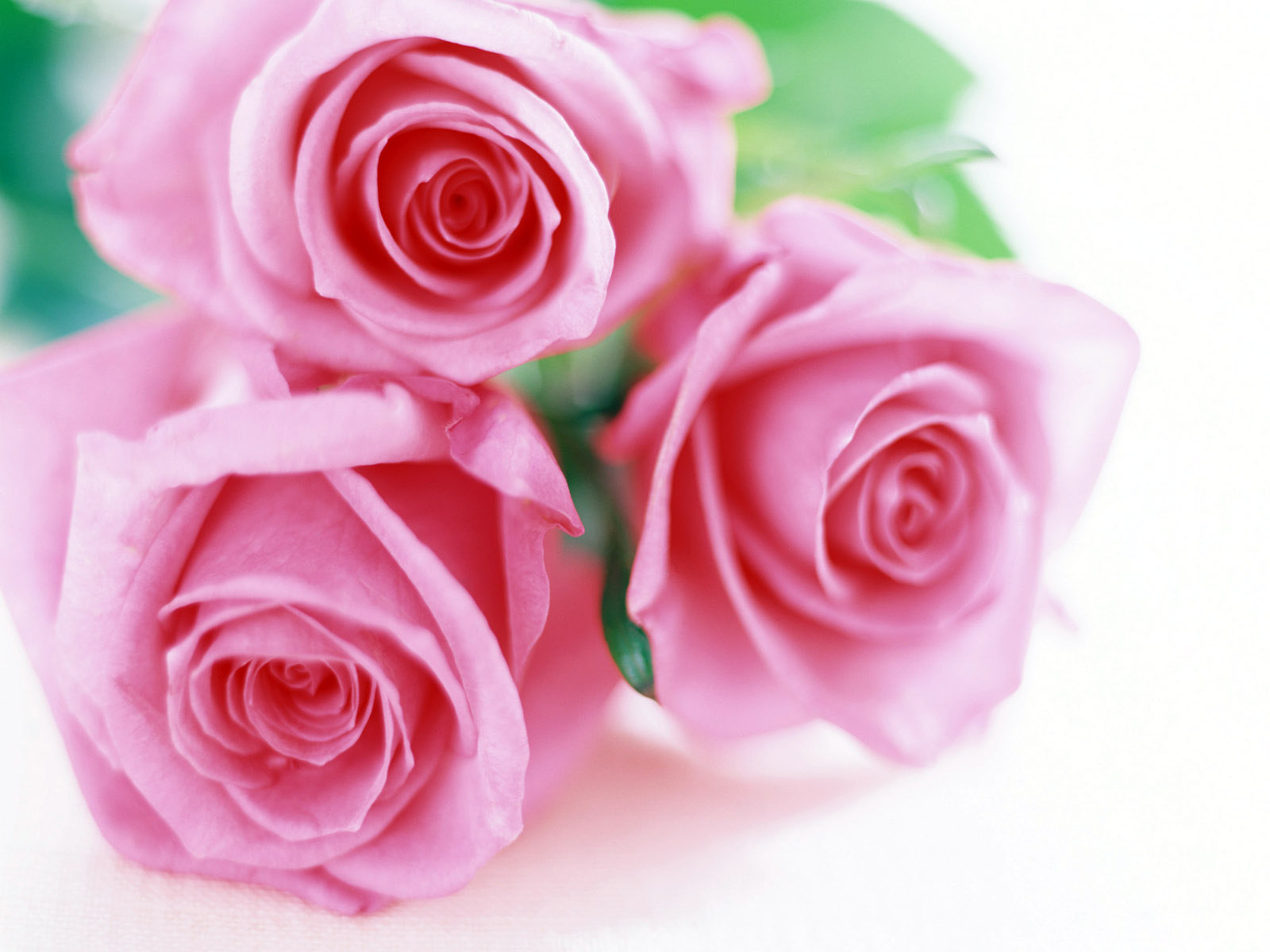 wallpapernarium: rosas rosadas