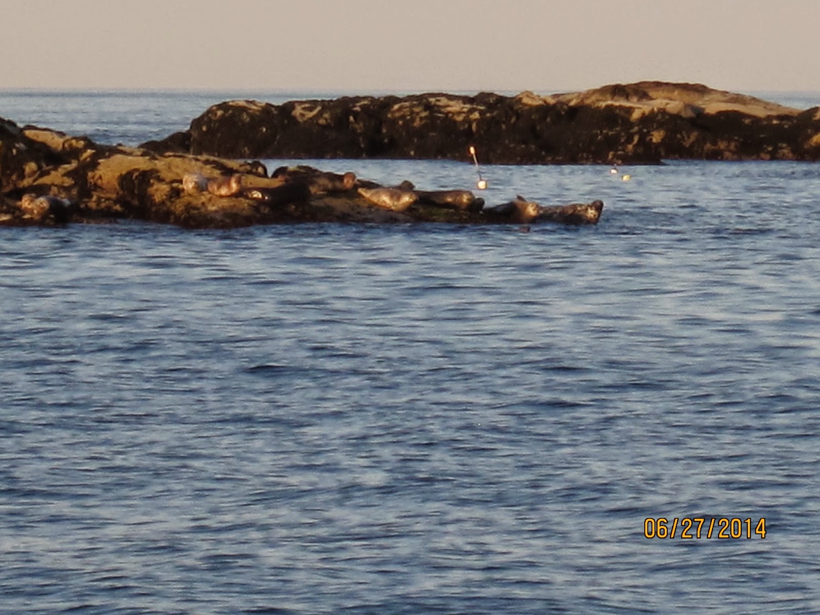 2014 Field Wildlife Forensics