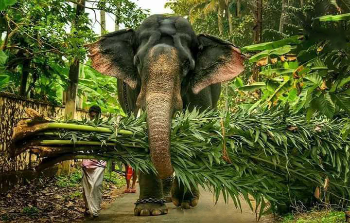 Pambadi Rajan -Kerala Elephant - Gajarajan Pambadi Rajan