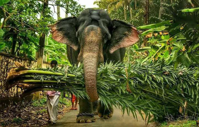 Pambadi Rajan -Kerala Elephant - Gajarajan Pambadi Rajan