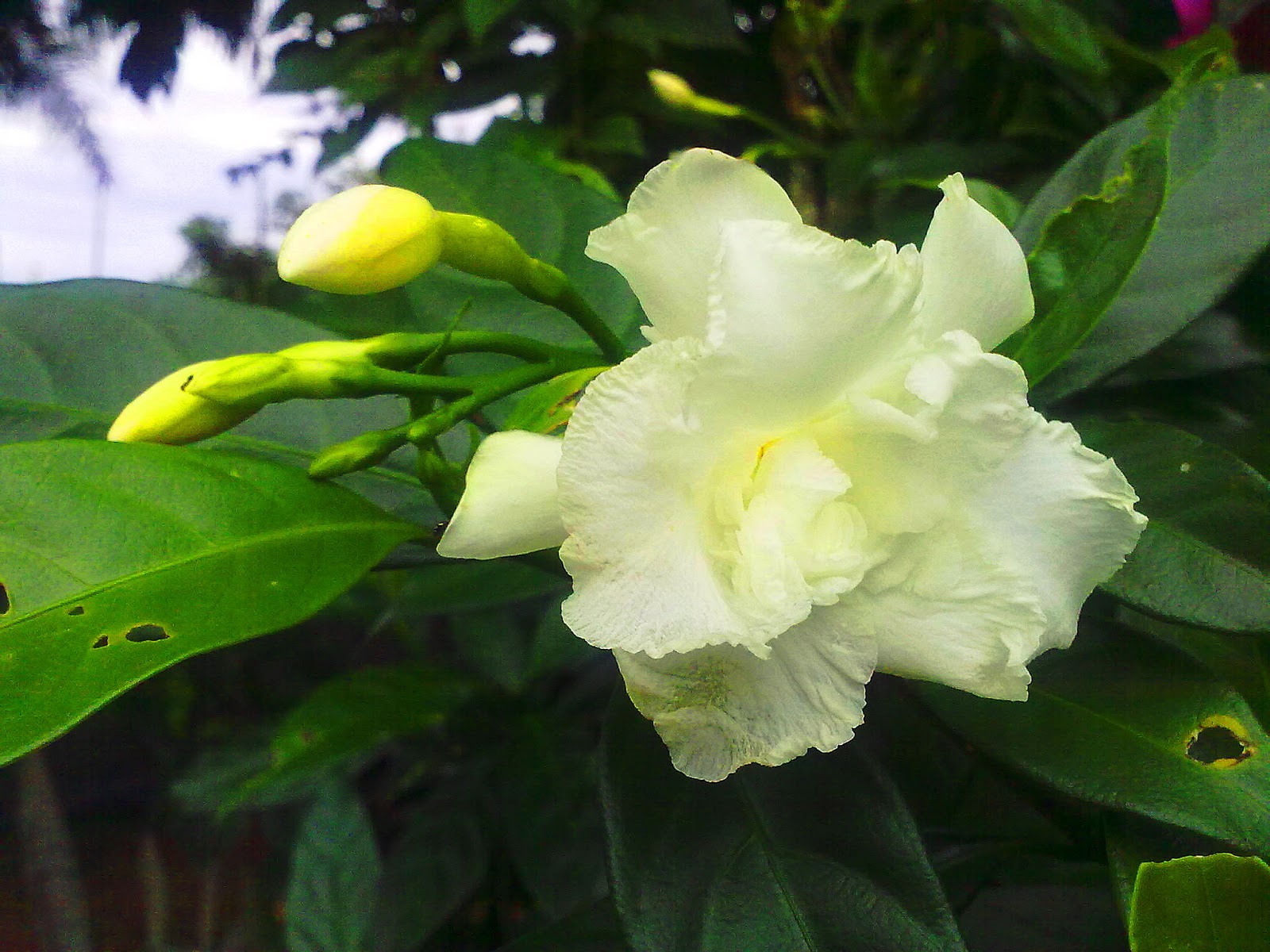 Kecantikan & Keaslian Bunga Desa - Relaks Minda