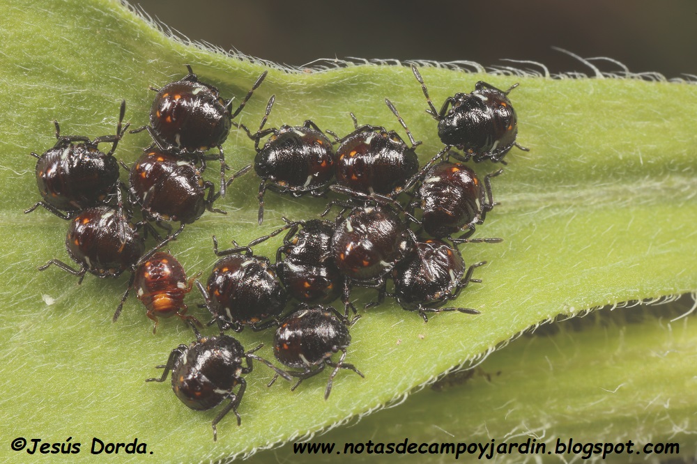 Notas de campo y jardín: Chinches escudo (2). La chinche apestosa ...