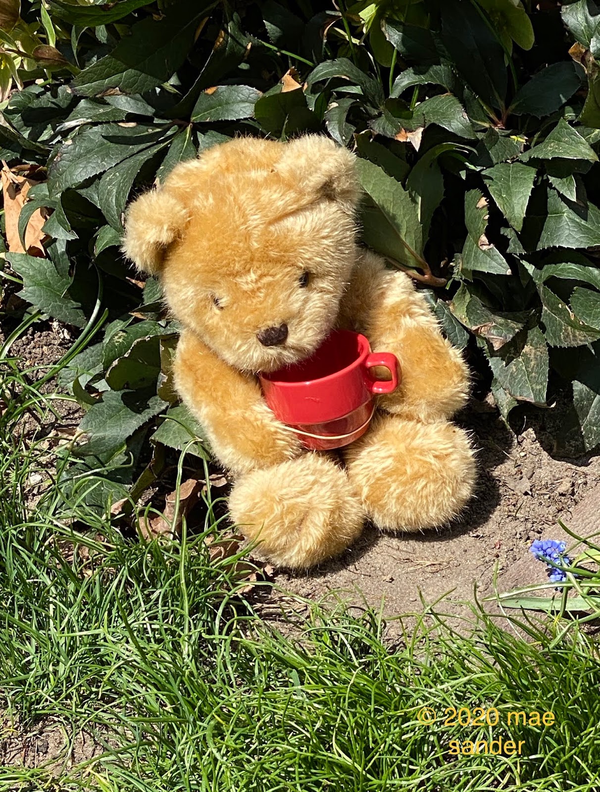 Mae's Food Blog: Kathy’s Bear