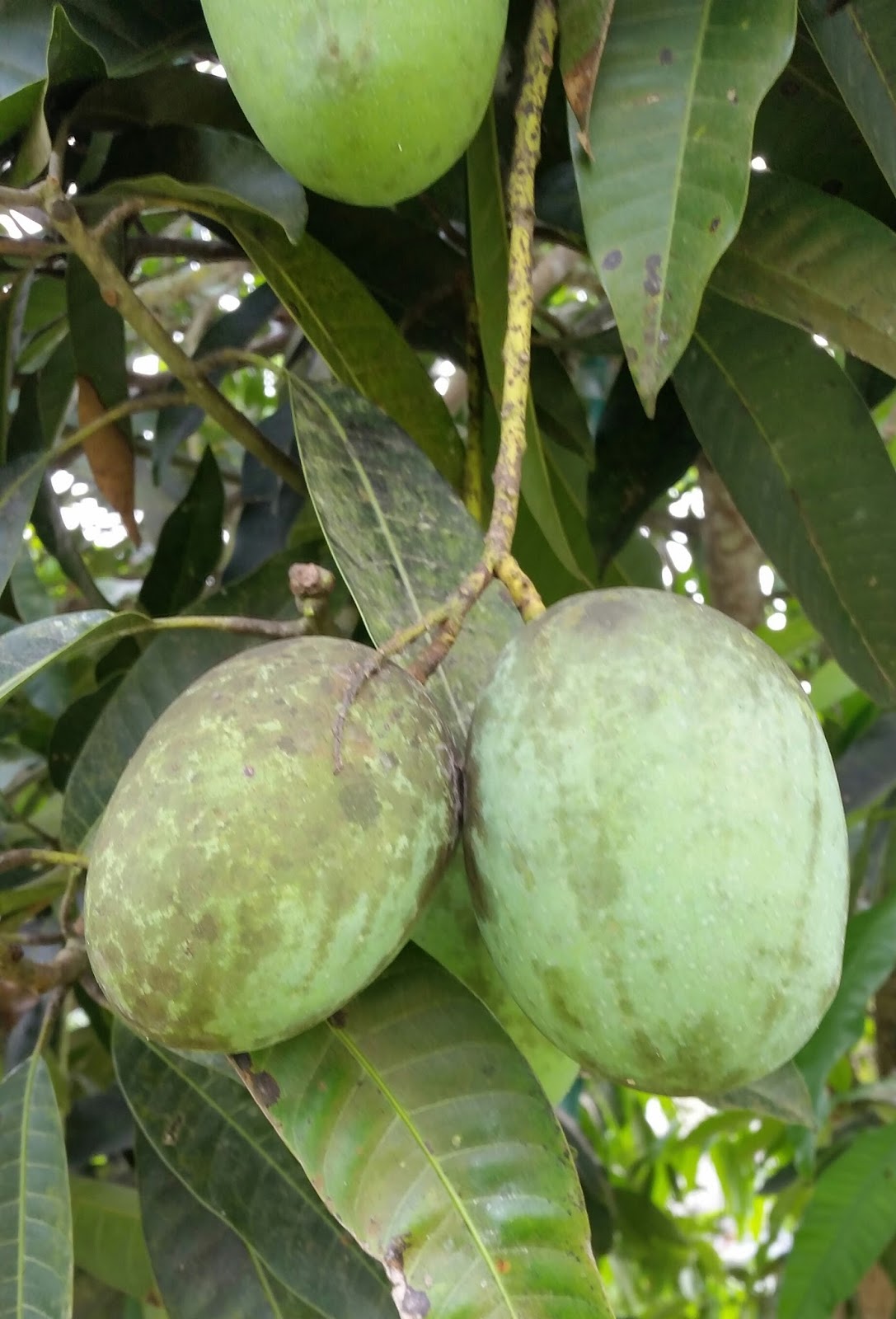 Warisan Petani: Buah Kuini