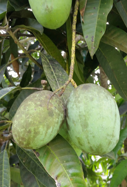 Warisan Petani: Buah Kuini