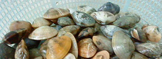 Perbezaan Siput Lala, Remis, Sedut Dan Kupang | cik sukα taip