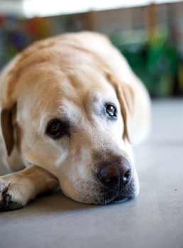 Can Dogs and Cats Cry? - Pets