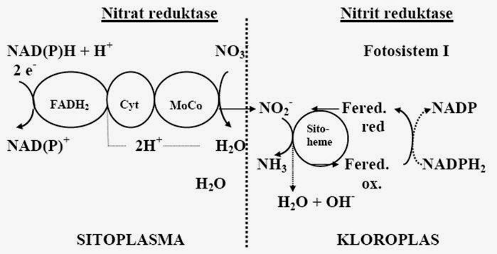 Reduksi Nitrogen | Serba Ada Blog