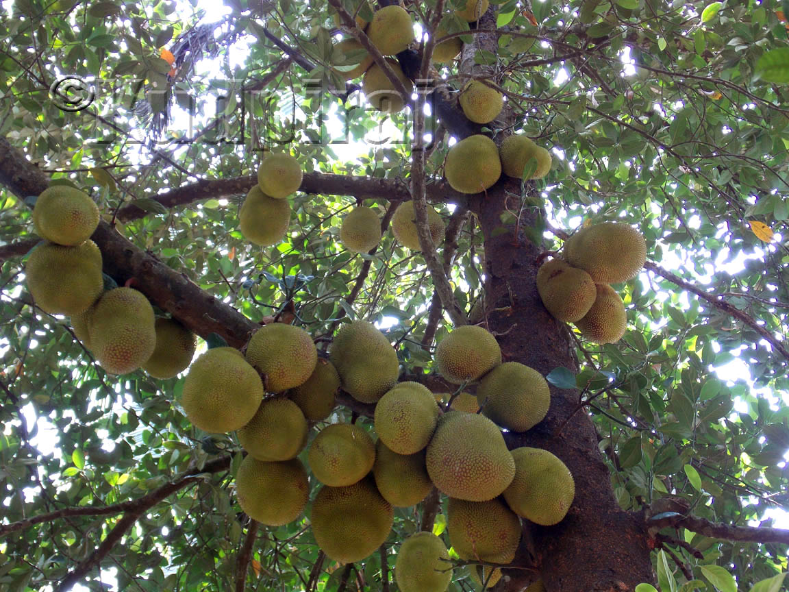 Kudpiraj's Garam Tawa: Seasonal Fruits from Private Lands
