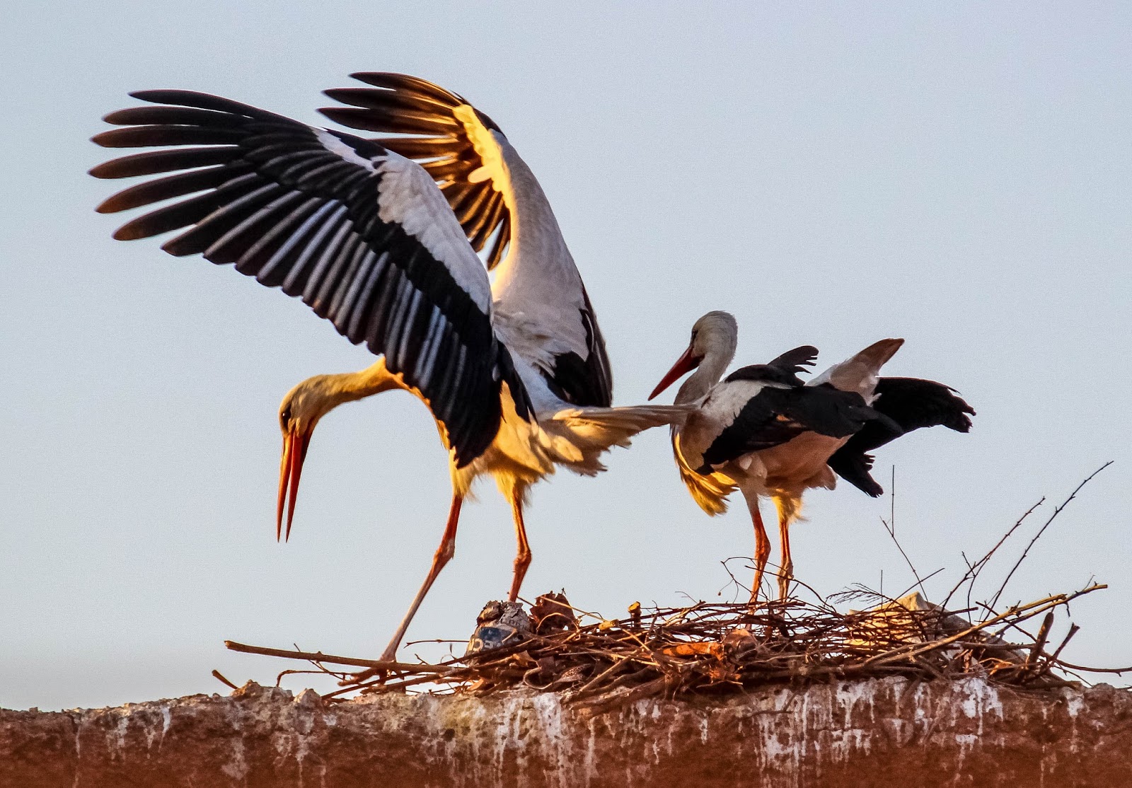 Cannundrums: White Stork - Morocco