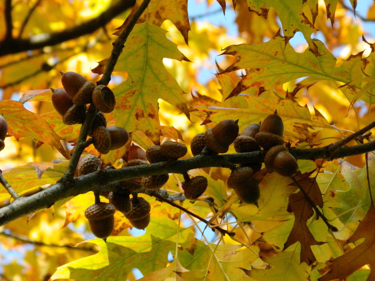 LA MULTI ANI, ROMANIA!: Ghinda printre frunze colorate de stejar