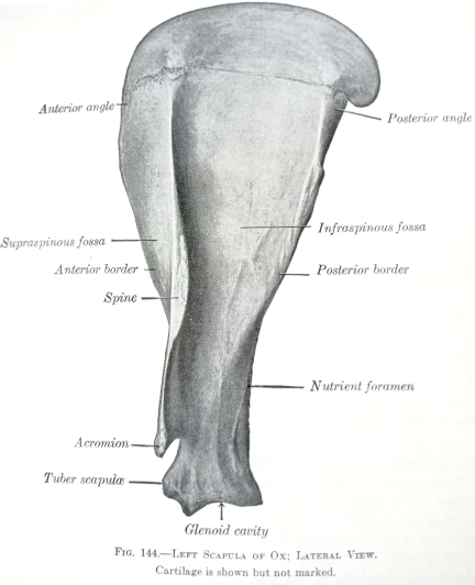 Scapula | Gross Anatomy | Anjani Mishra