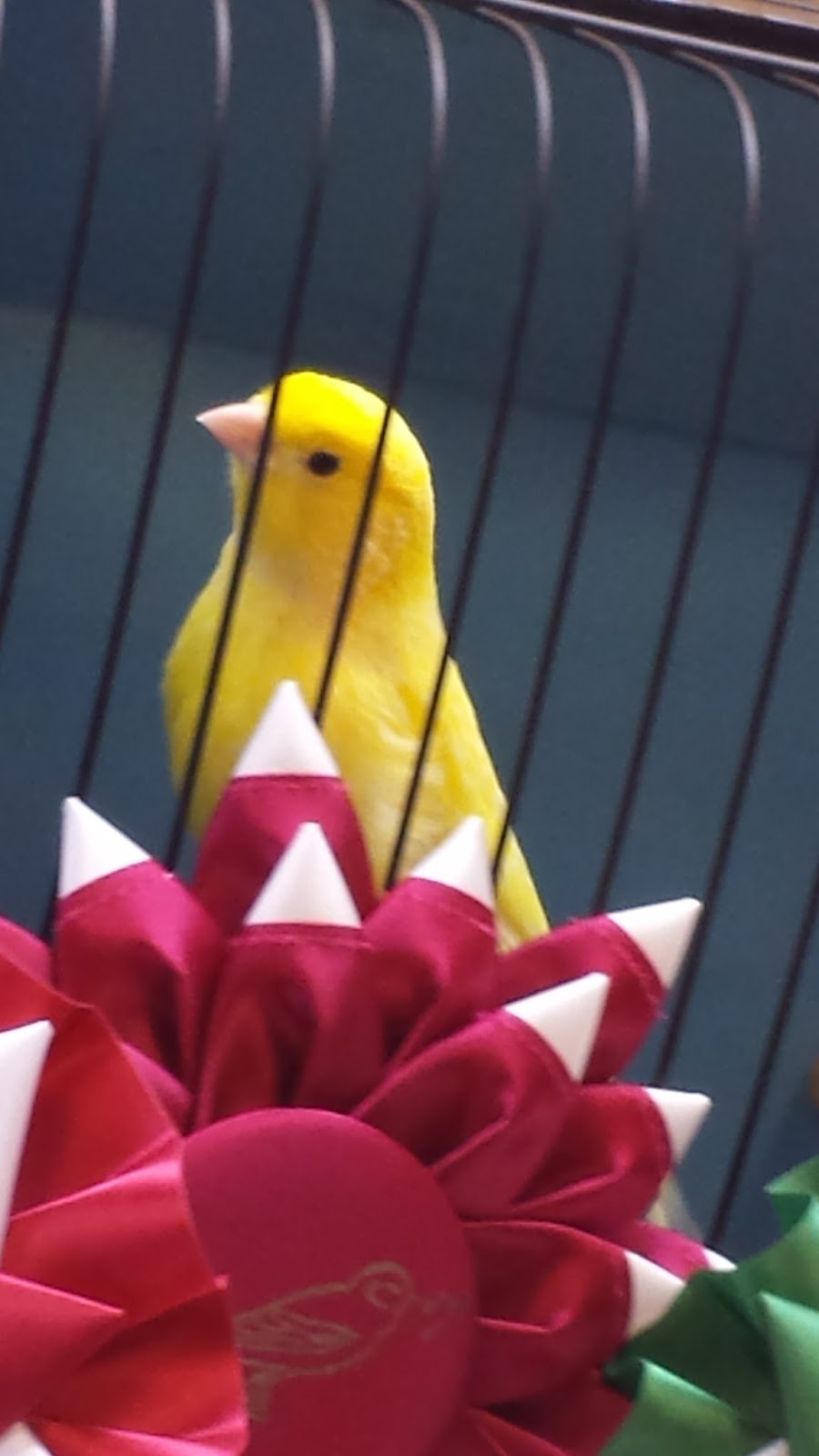 Canary Tales: Colorbred Winners Canary Finch Show Houston Texas Oct 8 2016