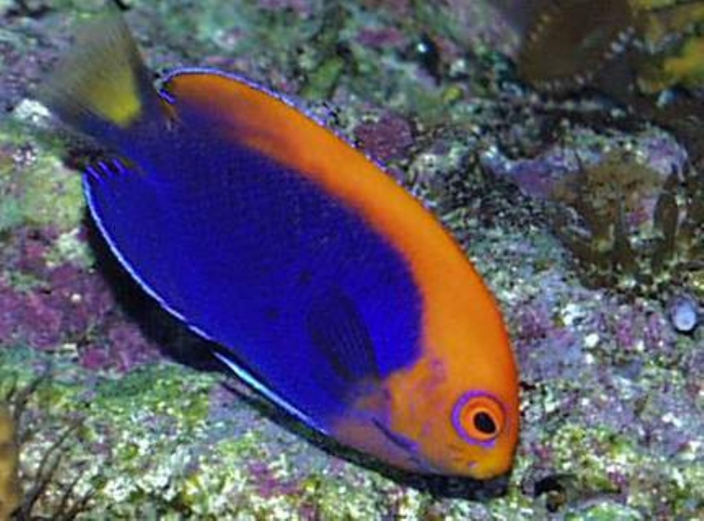 Fish Pictures: Orange-back angelfish - Centropyge acanthops
