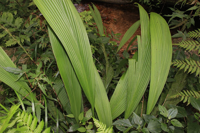 Curculigo capitulata