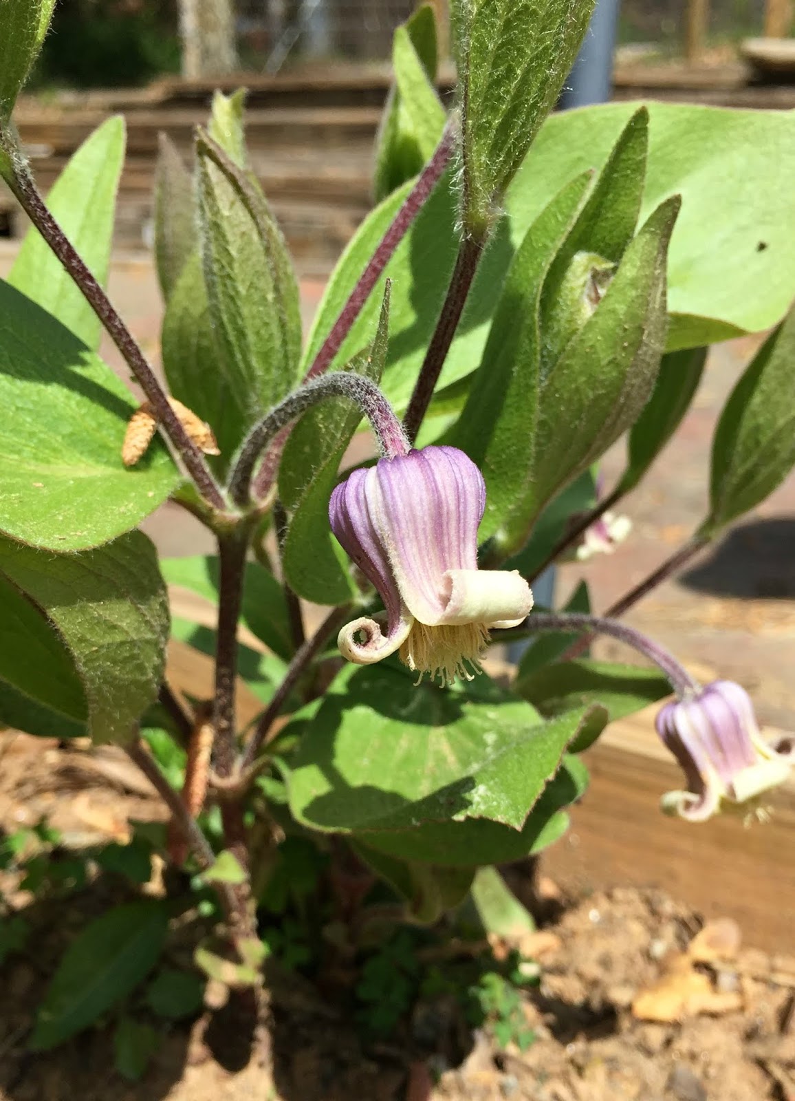 Using Georgia Native Plants: Native Clematis