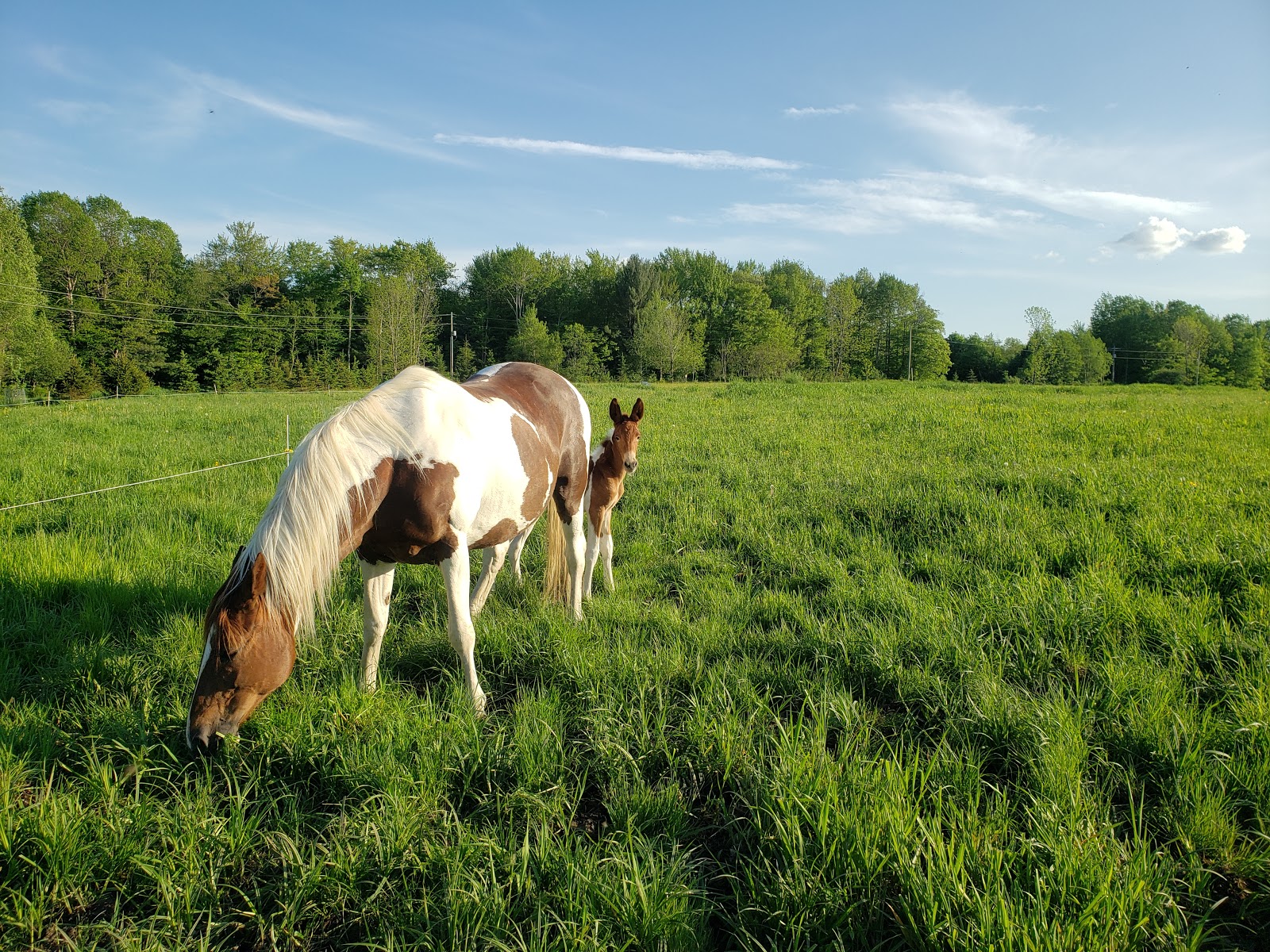 The Dancing Donkey: Name that Mule