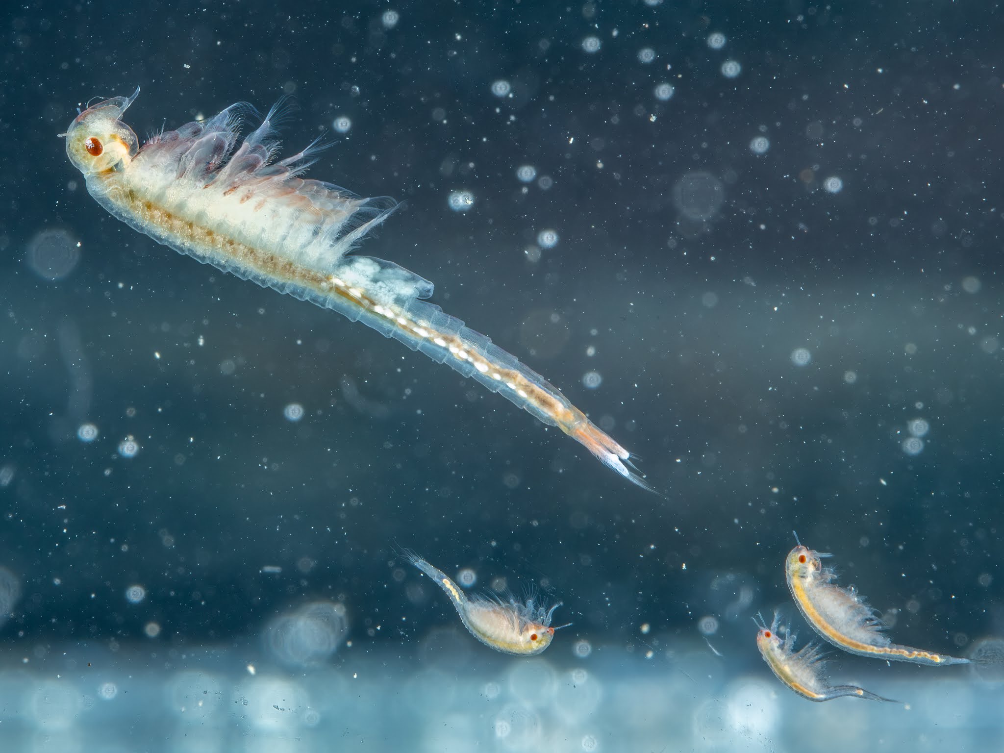 Fairy Shrimp