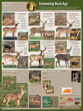 A Dixie Lady Deer Hunter: Estimating Buck Age