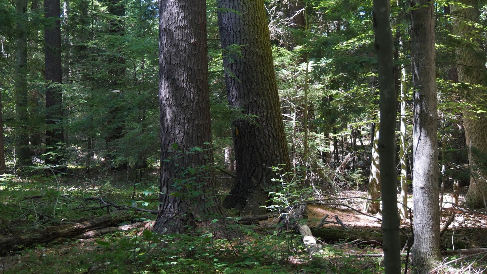 New England Forests: Old Growth Forest Event, Simsbury, CT