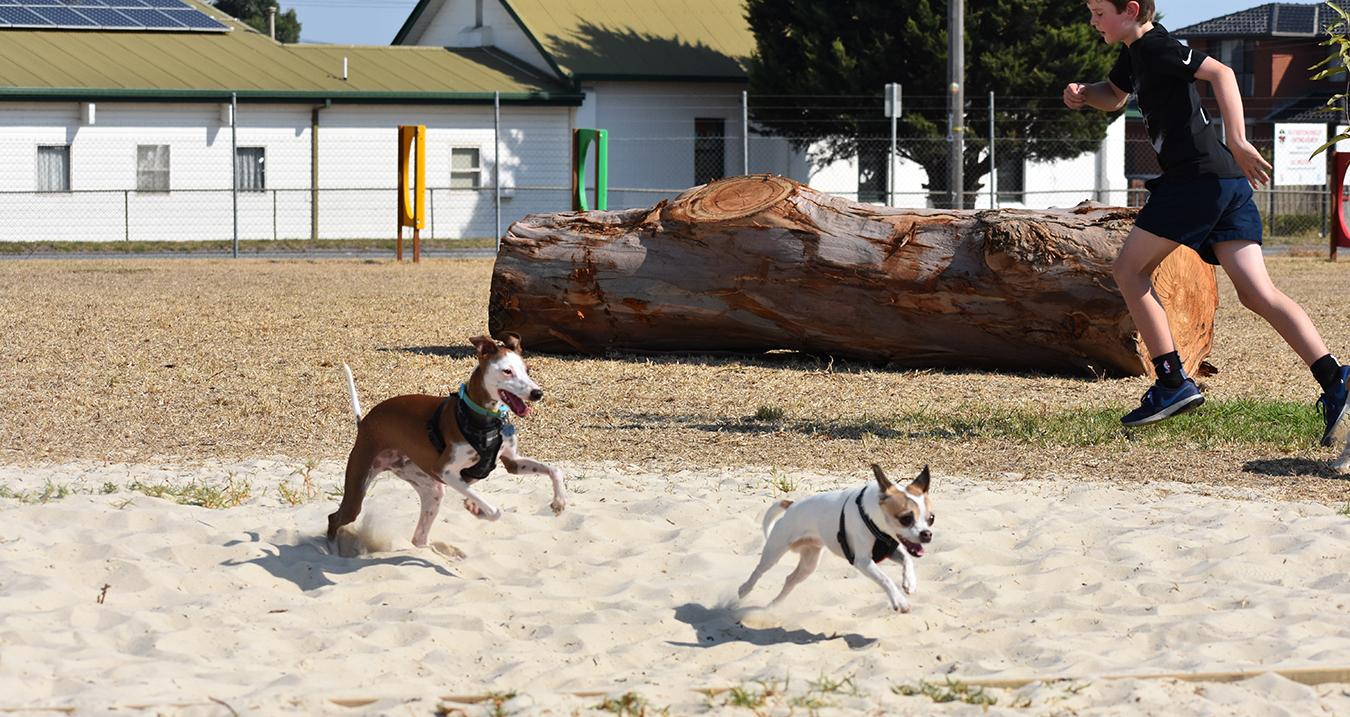 New Doggy Play Park sets tails wagging! | Australian Dog Lover