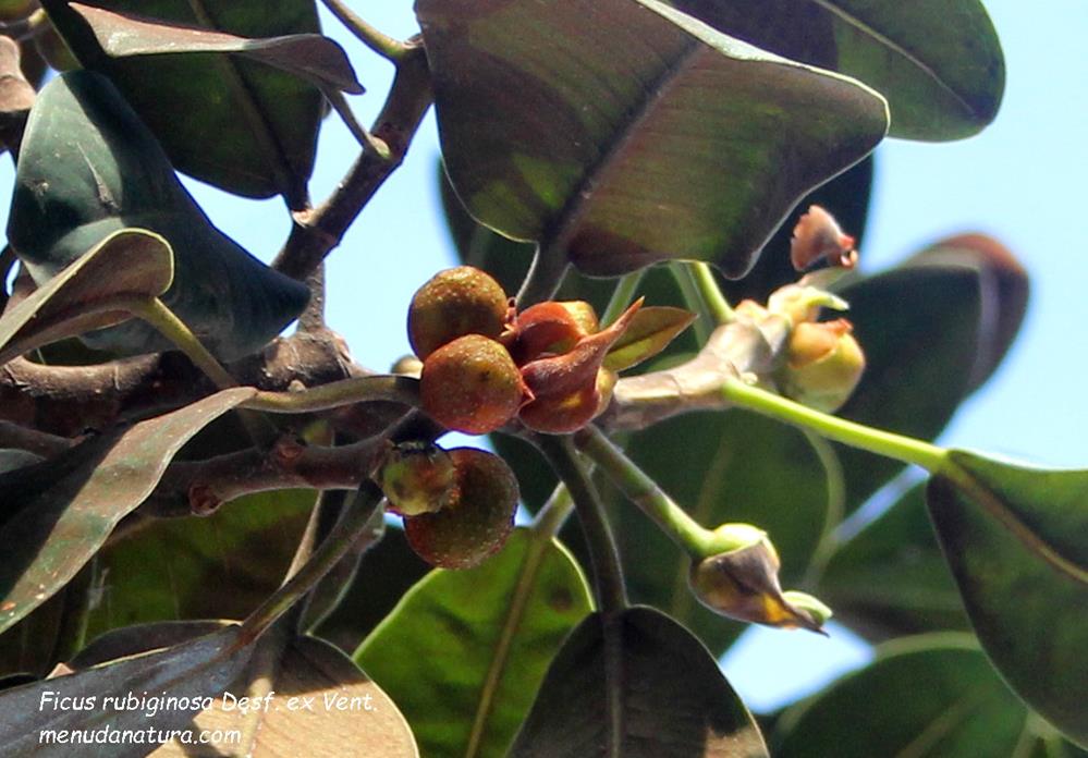 El Jardí de Menuda Natura: Ficus rubiginós