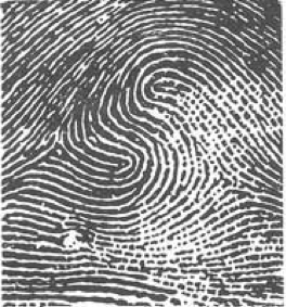 Double Loop Fingerprint
