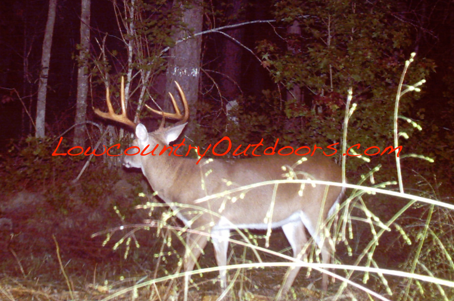 Lowcountry outdoors: Wide 8-pointer for Lowcountry Newbie