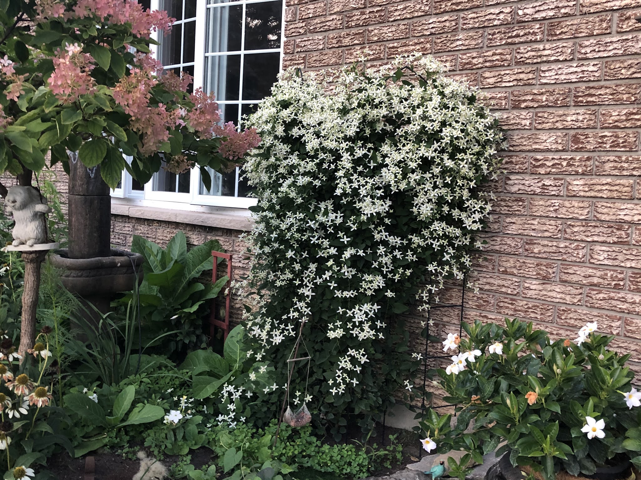 The Wood Beyond The World: SWEET AUTUMN CLEMATIS