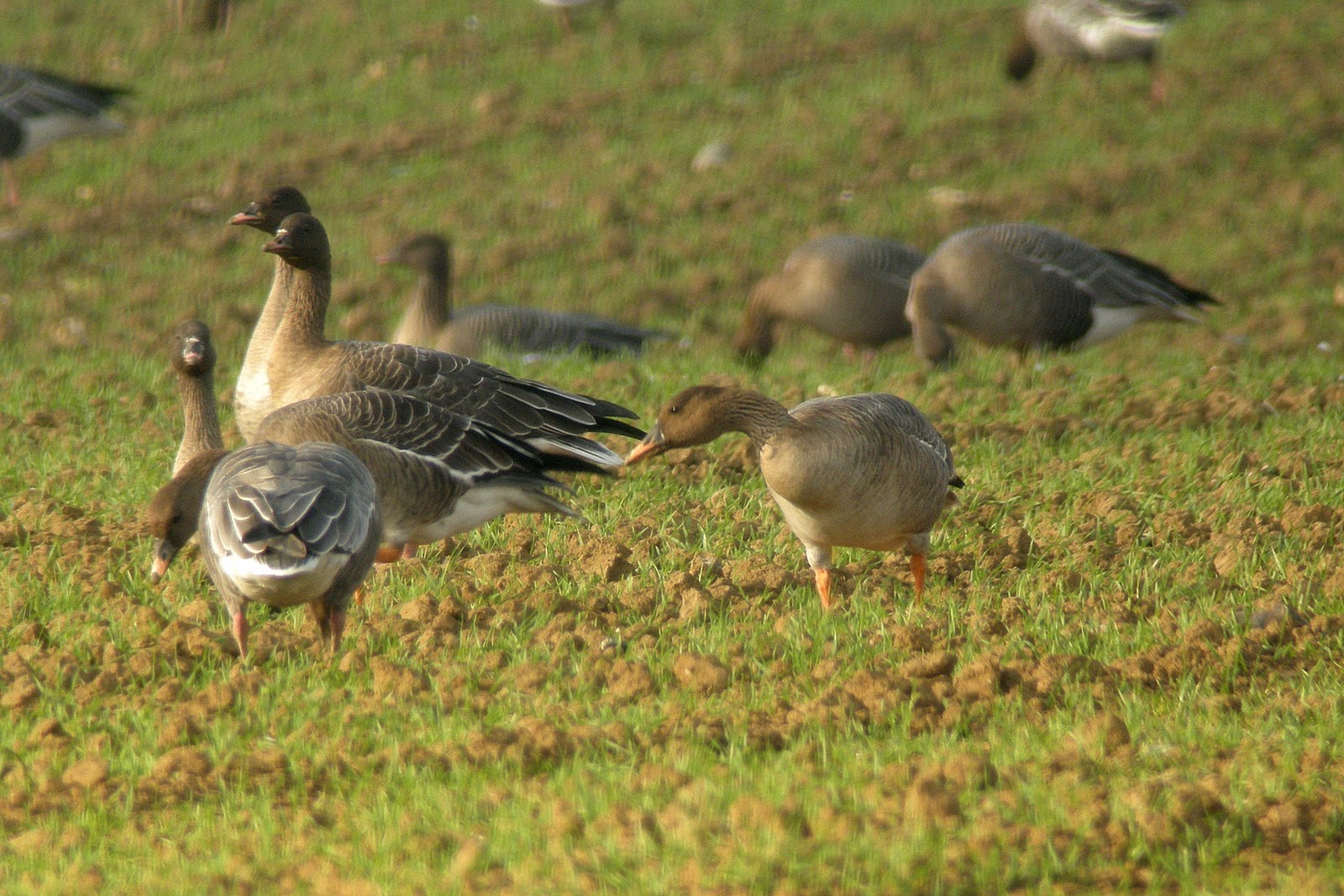 Happisburgh Parish Bird List