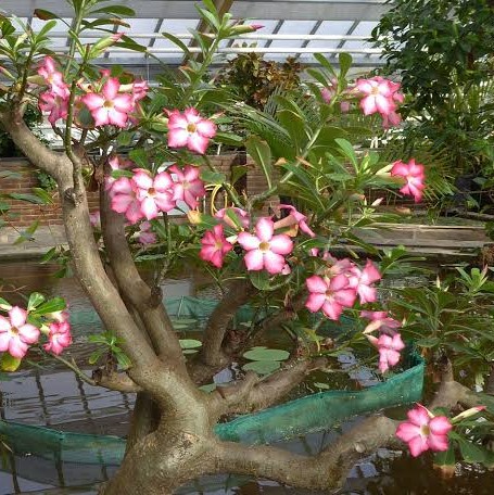 JENIS TANAMAN HIAS ADENIUM ATAU KAMBOJA JEPANG | ANEKA HEWAN PELIHARAAN ...