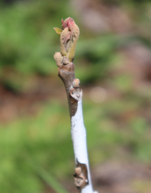 David's Blog: Butternut Trees Sprouting