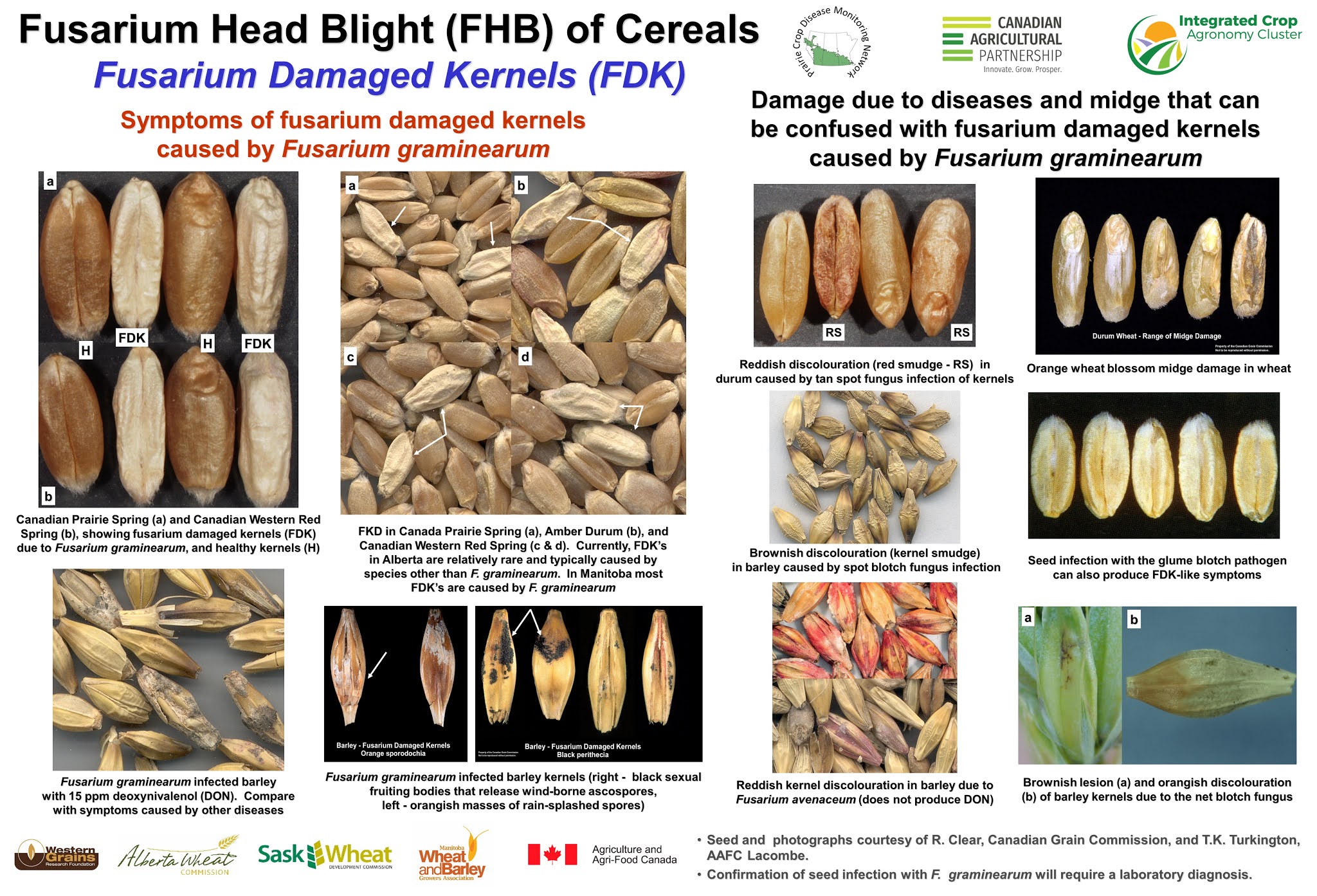 Prairie Crop Disease Monitoring Network: Fusarium damaged kernel symptoms
