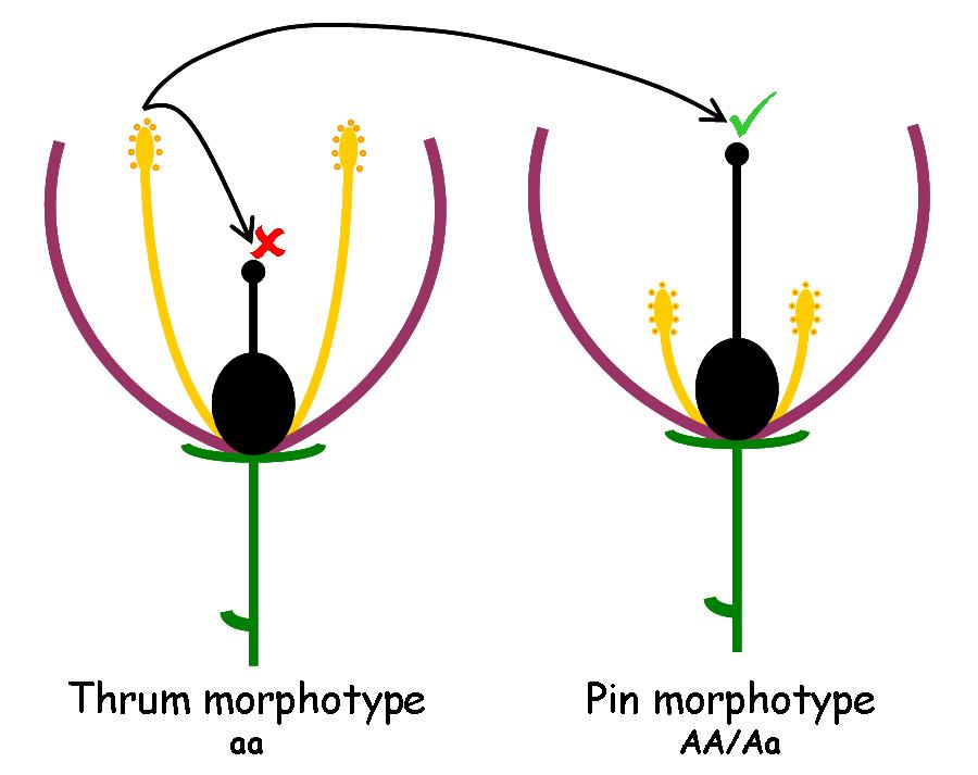 Flower Tales: Primula’s little secret