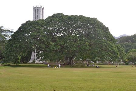 quadradikus: photography: the UPLB fertility tree