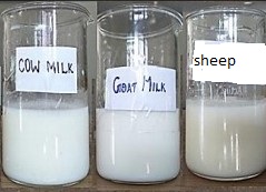 project on quantity of casein in milk