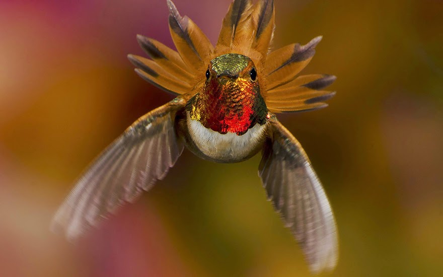Colibries - Las Mejores Fotografías del Mundo