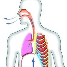 Bernafas Ciri Makhluk Hidup - Materi Pendidikan Dasar, SMP, SMA, Soal ...