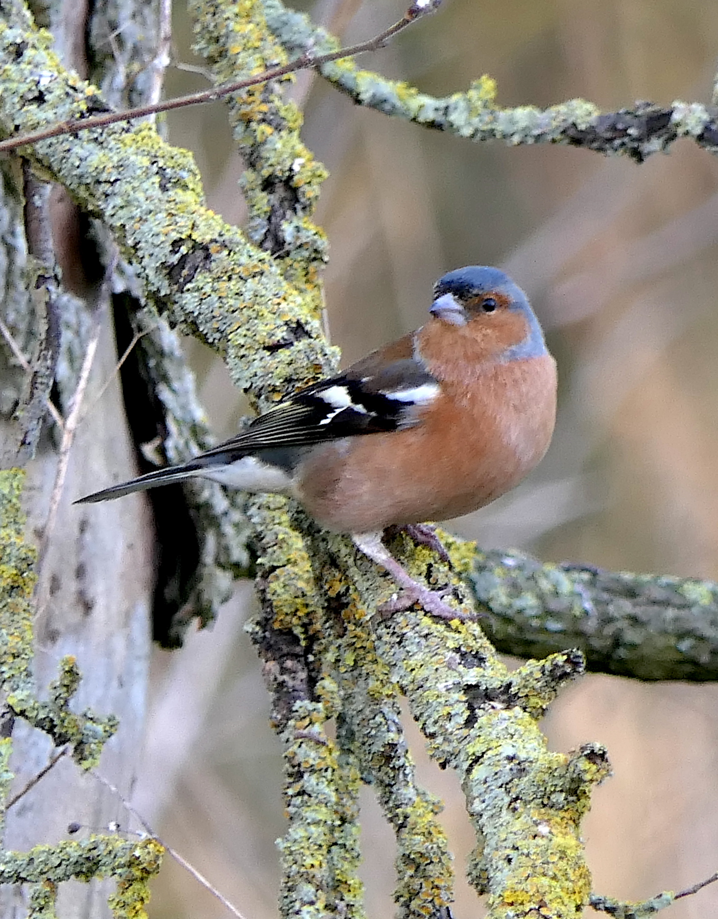 Bowers Marsh walk, February 2021 No. 8