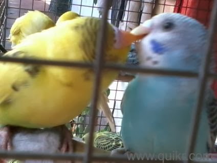 Picture World: Badrika Bird...