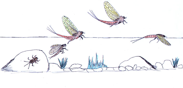 Teriopescator: Fases de los insectos.