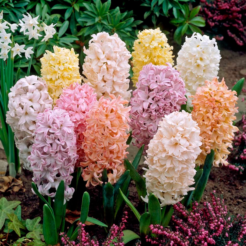 Fichas Botánicas: Jacinto (Hyacinthus orientalis)